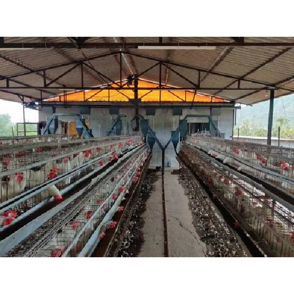Poultry Feed Trolley Price in Pune, Maharashtra – ₹1,25,000 | Pacific ...