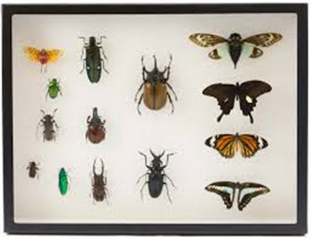 Insect Display Showcase Manufacturer & Seller in Ambala - D.D.R ...