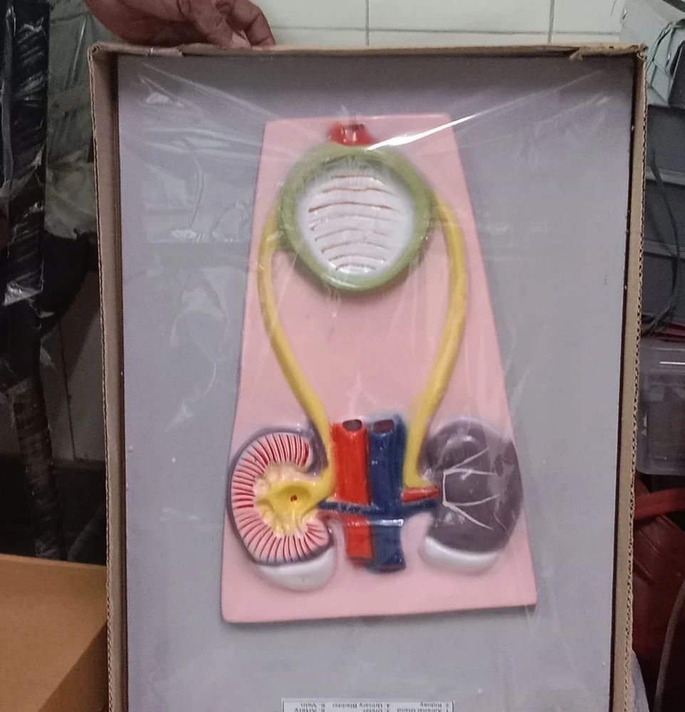 PVC Human Anatomical Models Manufacturer & Seller in Delhi - AMRIT ...