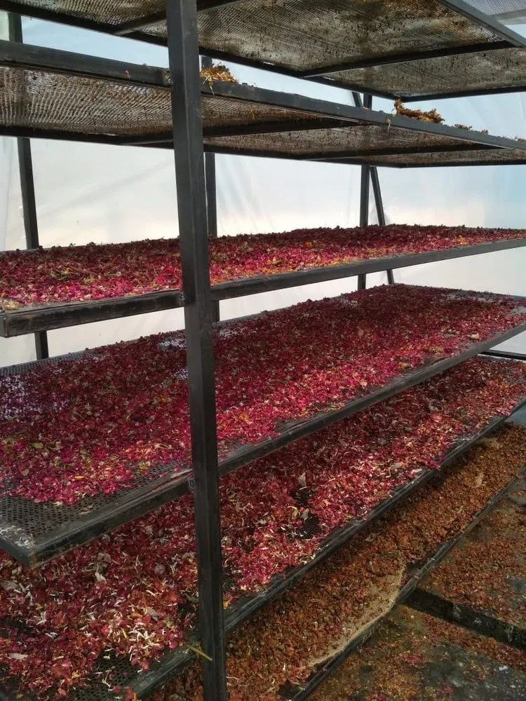 Solar Tea Leaf Dryer, 55, Dryer Capacity: 1 Ton Price in Ludhiana ...