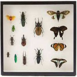 Insect Display Showcase Manufacturer & Seller in Ambala - D.D.R ...